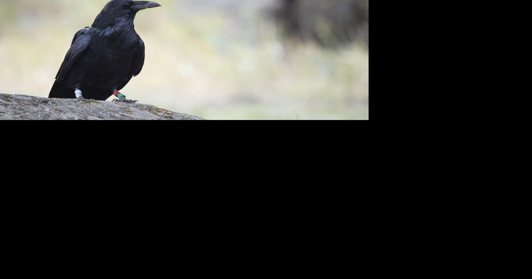 Jackson Hole officials back 'Raven Peak' as honorific for Teton peak ...