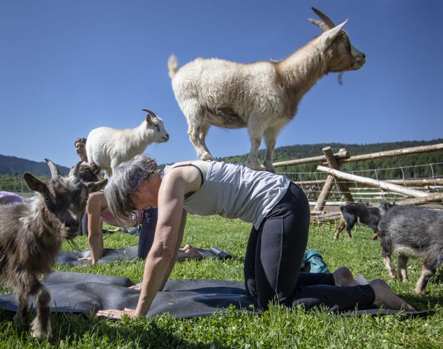 Goat Yoga 101: It’s all about fun | Special Sections | jhnewsandguide.com
