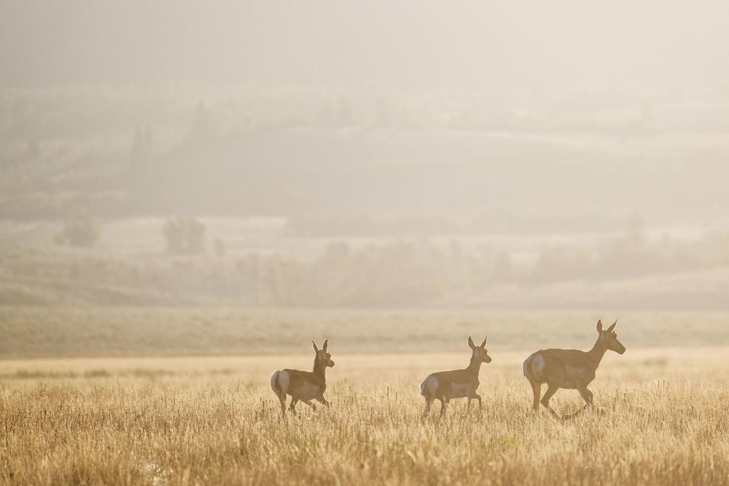 Bucking wildlife commission, Wyoming governor prunes pronghorn ...