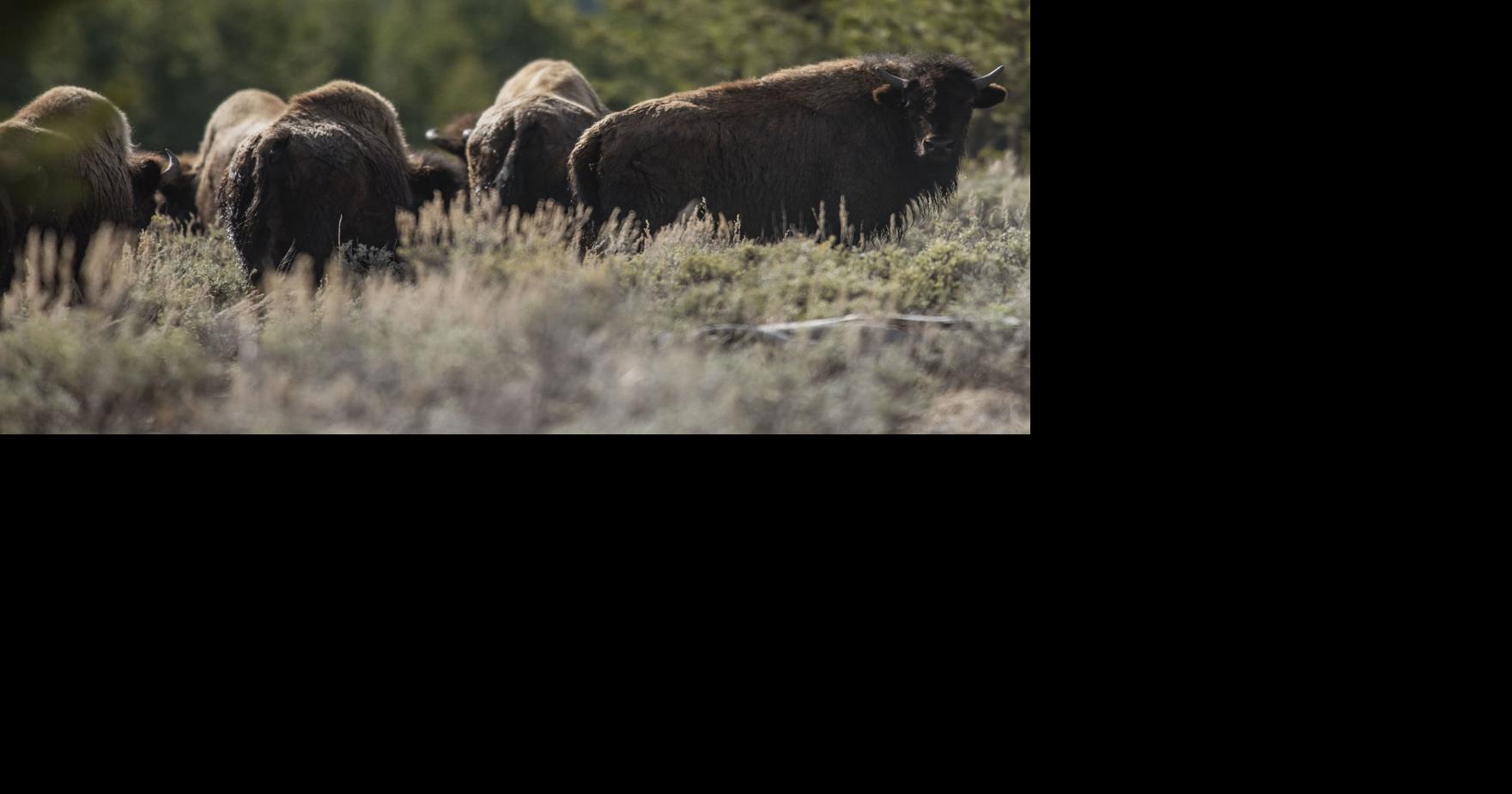 First bison goring of the season in Yellowstone | The Hole Scroll ...