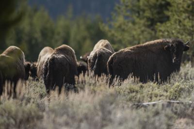 First bison goring of the season in Yellowstone | The Hole Scroll ...