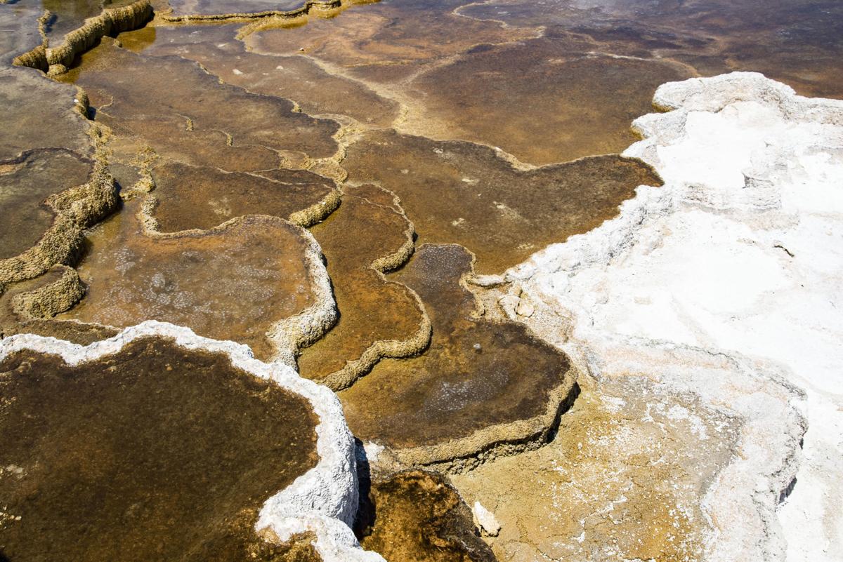 Microbes in Yellowstone pools add new limb to the tree of life ...