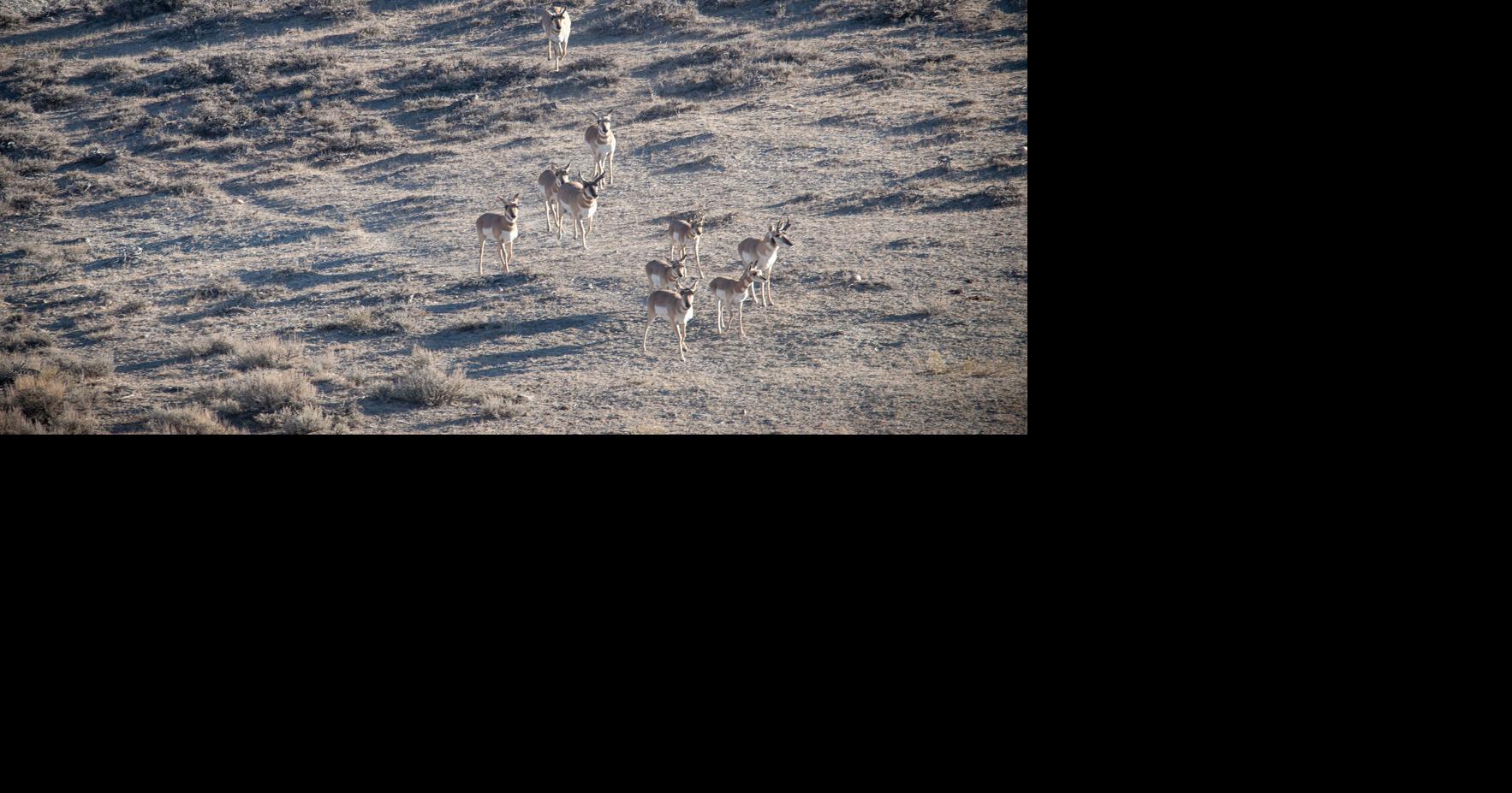 Ungulate migration group asks Gov. Gordon for protective executive ...