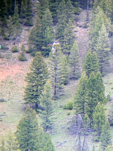UPDATED: Paraglider self rescues after getting stuck in tree | The Hole ...