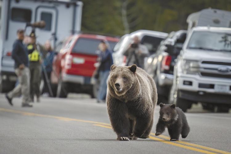 Will Yellowstone’s grizzly bears remain forever isolated ...