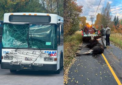 Brush being cleared along 390 for moose | Local | jhnewsandguide.com