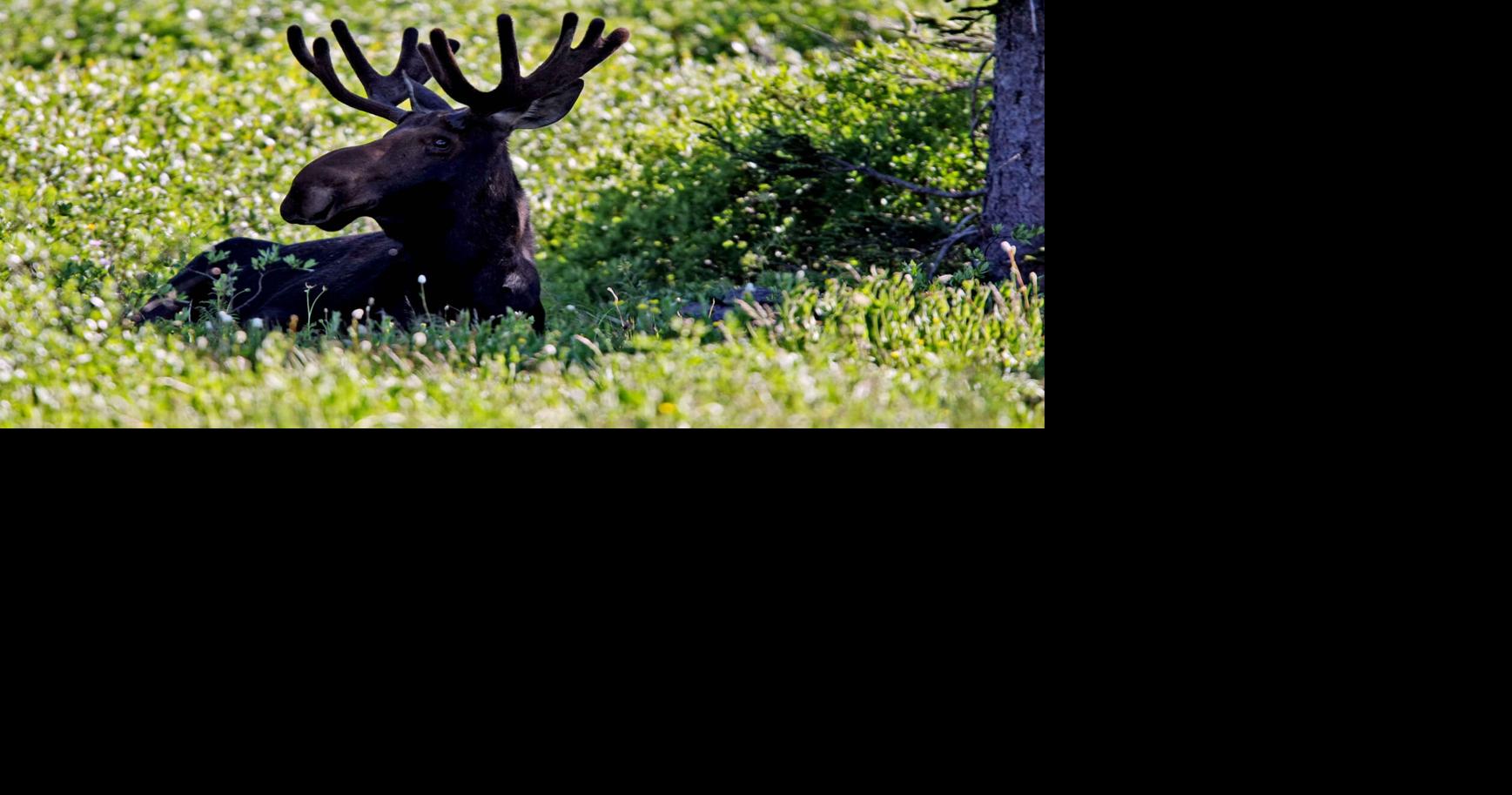 Men accused of felony abuse of moose | State and Regional ...
