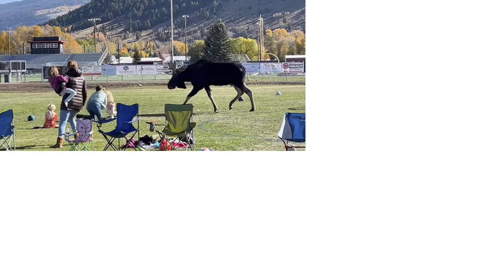 Moose on the loose sends young footballers, parents packing | Local ...