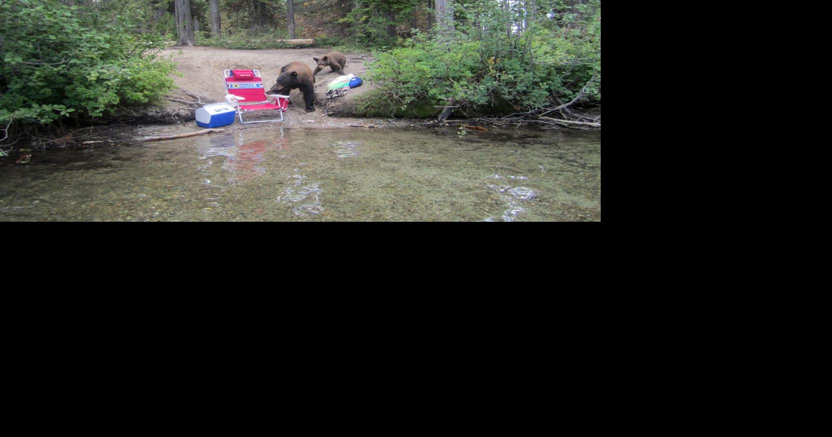 Teton rangers: Swimmers, stick with your food to protect bears | Local ...