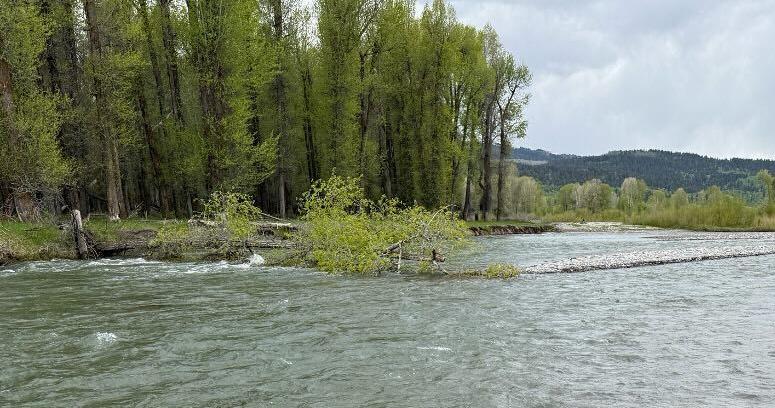 Uprooted cottonwood blocking Snake River channel between Wilson, South ...