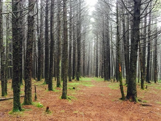 Discovering Unaka Mountain | Living | johnsoncitypress.com