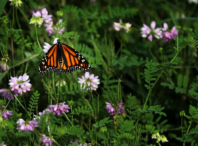 As monarch butterflies vanish, researchers investigate road salt as ...