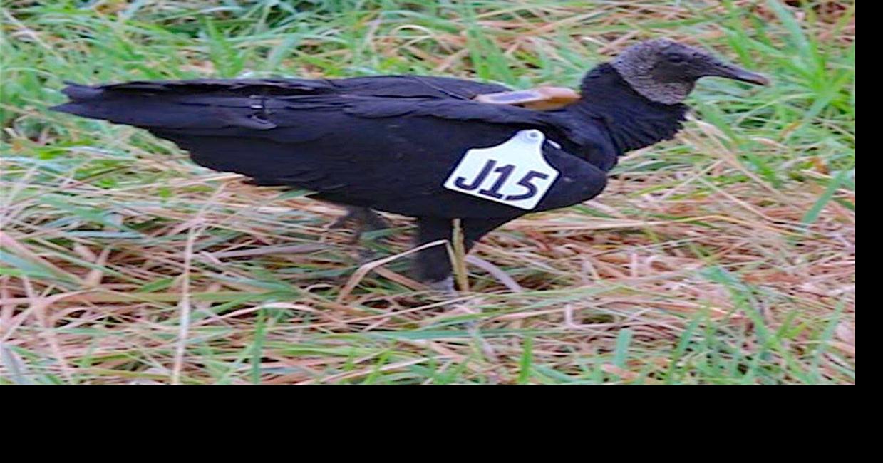 USDA black vulture study taking flight in Arkansas, Missouri | News ...