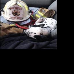 Meet the newest member of the West Memphis Fire Department | The ...