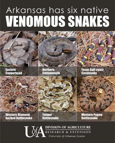 Education, caution key to avoiding Arkansas’ six venomous snake species ...