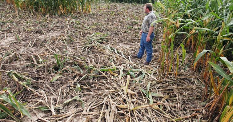 Arkansas battles feral hog invasion: A timeline of eradication efforts ...