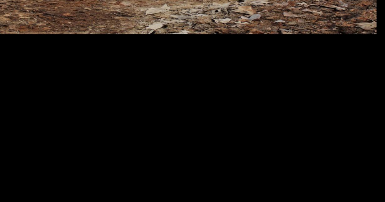 Cutting trails | News | jonesborosun.com