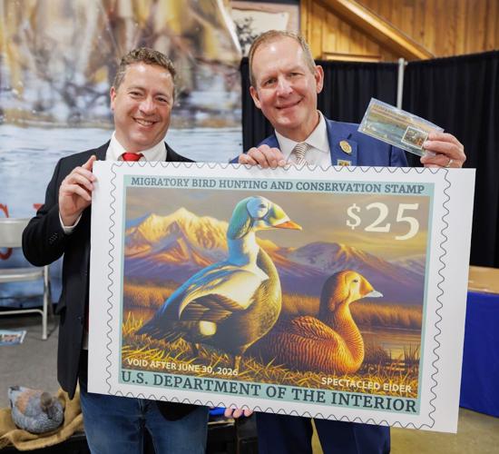 Spectacled eider graces 2025-26 Federal Duck Stamp | News ...