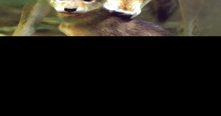 Red Wolf Conservation & Research Center reaches $575,000 of their $5 ...