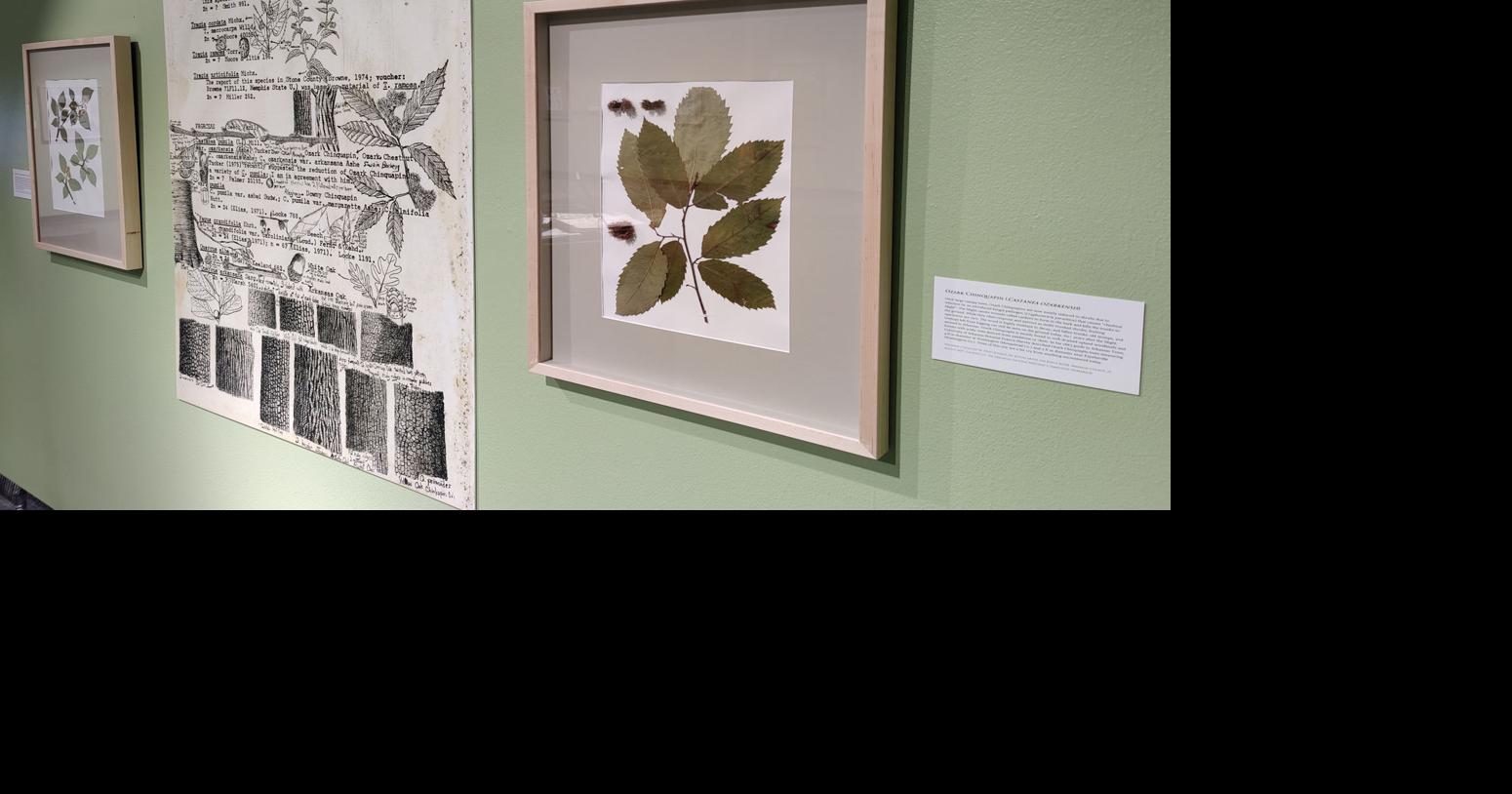 ‘40 Years in the Woods’ exhibit opens at Old State House Museum ...
