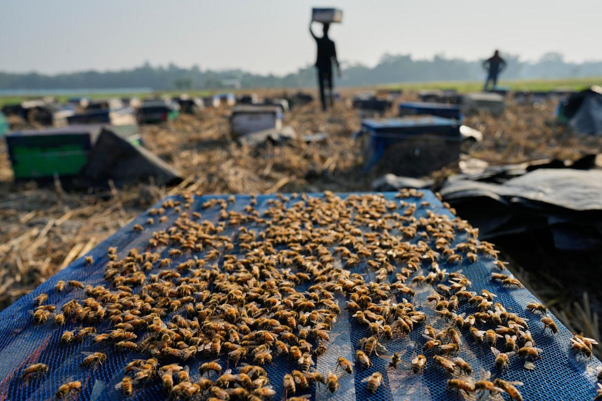 India's migratory beekeepers and their hives follow the flowers to make ...