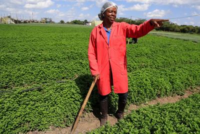 Solar cold storage helps African farmers cut losses and reach global ...