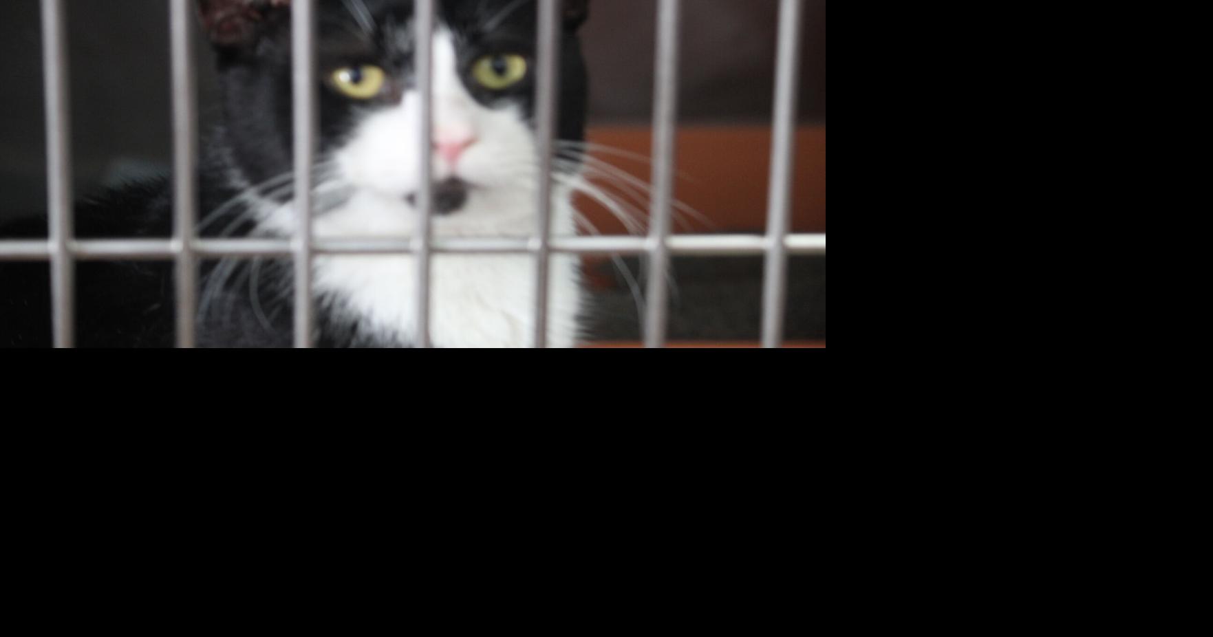 Berkeley County Humane Society seeks donations ahead of "kitten season ...