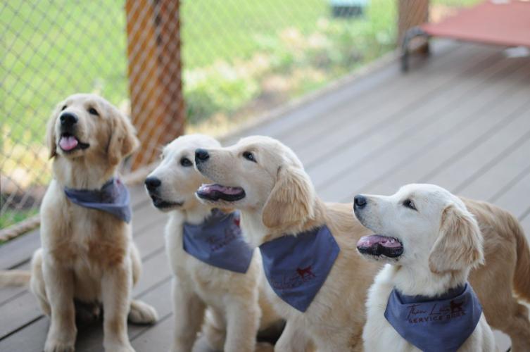 Thin Line Service Dogs making a difference in the lives of first ...