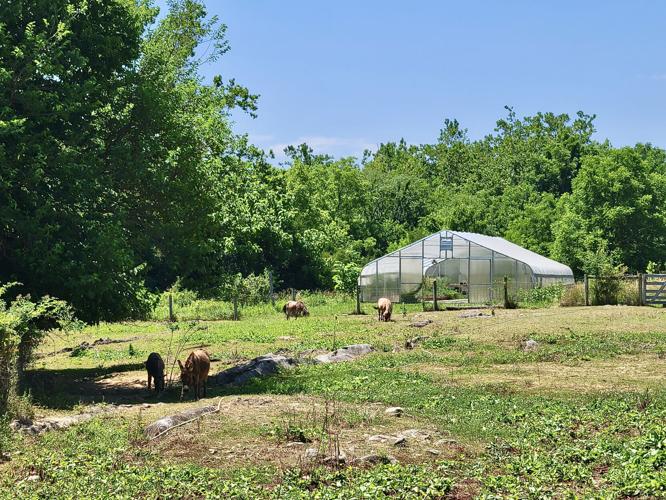 Soul Food Farm finds new ways to share love for nature with youth, yoga ...