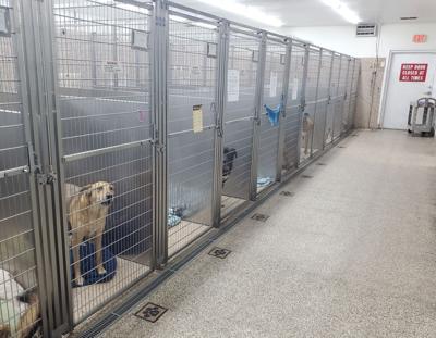 Kennels are full at the Berkeley County Humane Society | Journal-news ...