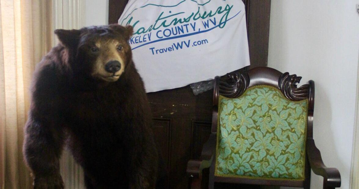Winston the West Virginia Bear is newest Berkeley County ambassador ...
