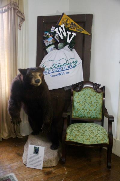 Winston the West Virginia Bear is newest Berkeley County ambassador ...