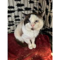 EWVCF’s Don and Polly Roach Free Spay and Neuter Fund now accepting ...