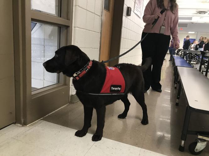 Potomack Intermediate School welcomes new therapy dog named River | Journal-news | journal-news.net