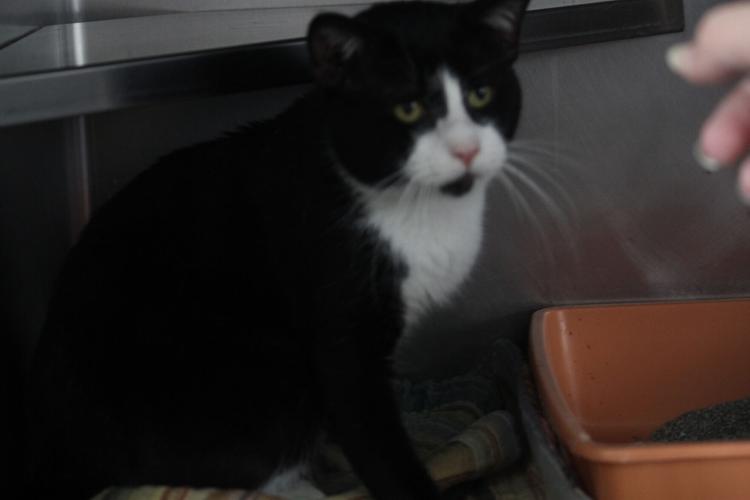 Berkeley County Humane Society seeks donations ahead of "kitten season ...