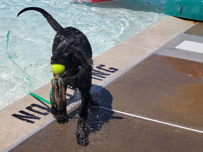 Pool “Paw-ty” gives dogs and owners one last hurrah at War Memorial ...