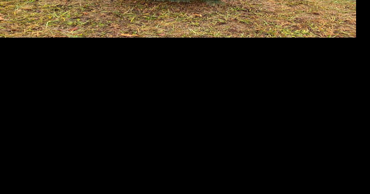 Berkeley County Solid Waste Authority presents options for Christmas ...