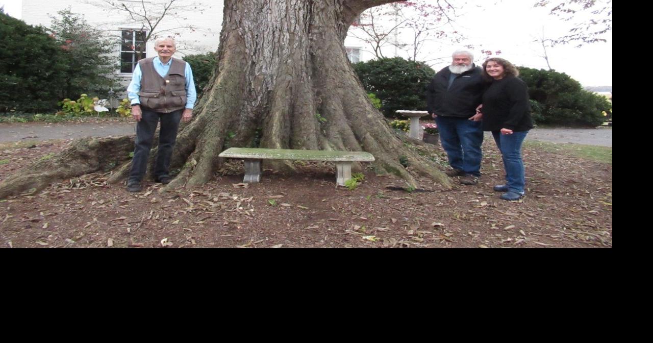 The Big Tree Contest begins searching for the biggest Black Walnut tree ...