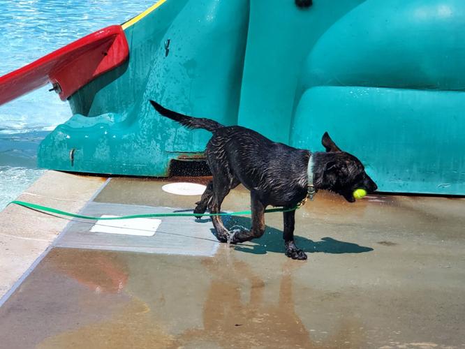 Pool “Paw-ty” gives dogs and owners one last hurrah at War Memorial ...