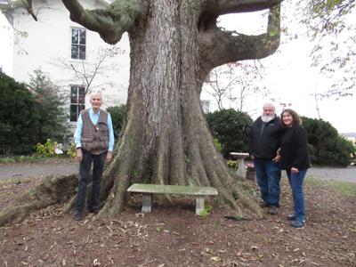 Overington announces Largest Tree 2022 winner | Journal-news | journal ...