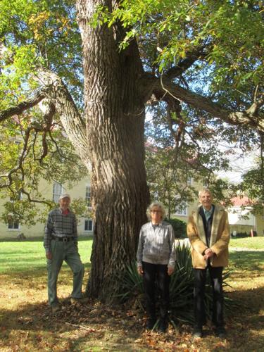 Overington announces results of 16th annual Largest Tree Contest ...