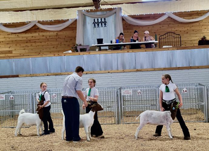BCYF notices substantial growth in participation as animal showmanship ...