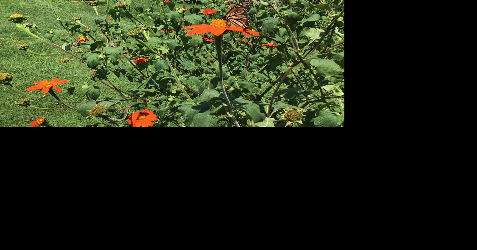 September is National Mushroom Month | Journal-news | journal-news.net