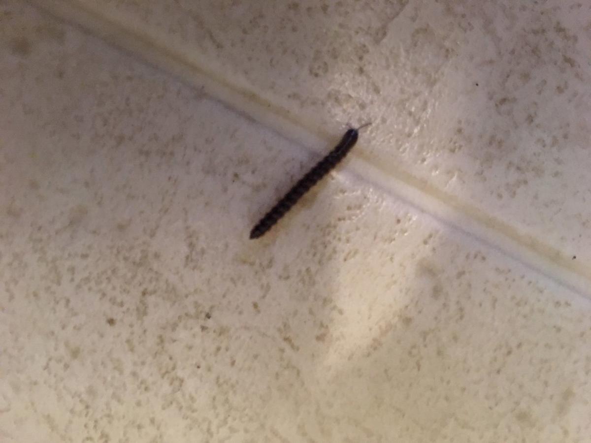 Ask SAM: Bad news. Those aren't crunchy caterpillars crawling in your ...