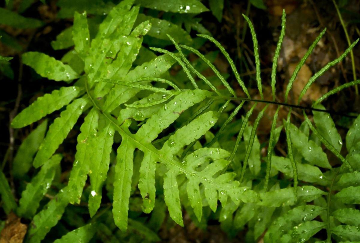 Ferns are simple, tough and mysterious | Food | journalnow.com