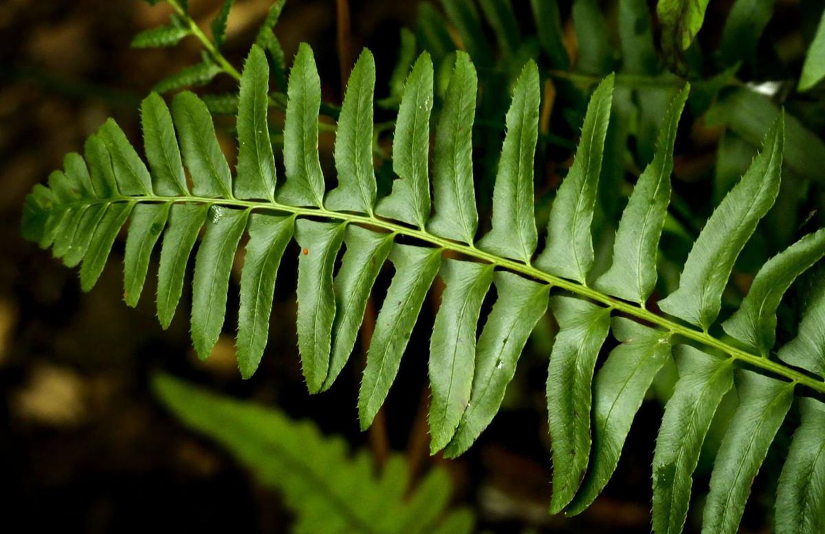 Ferns are simple, tough and mysterious | Amy Dixon: Gardening Columnist ...