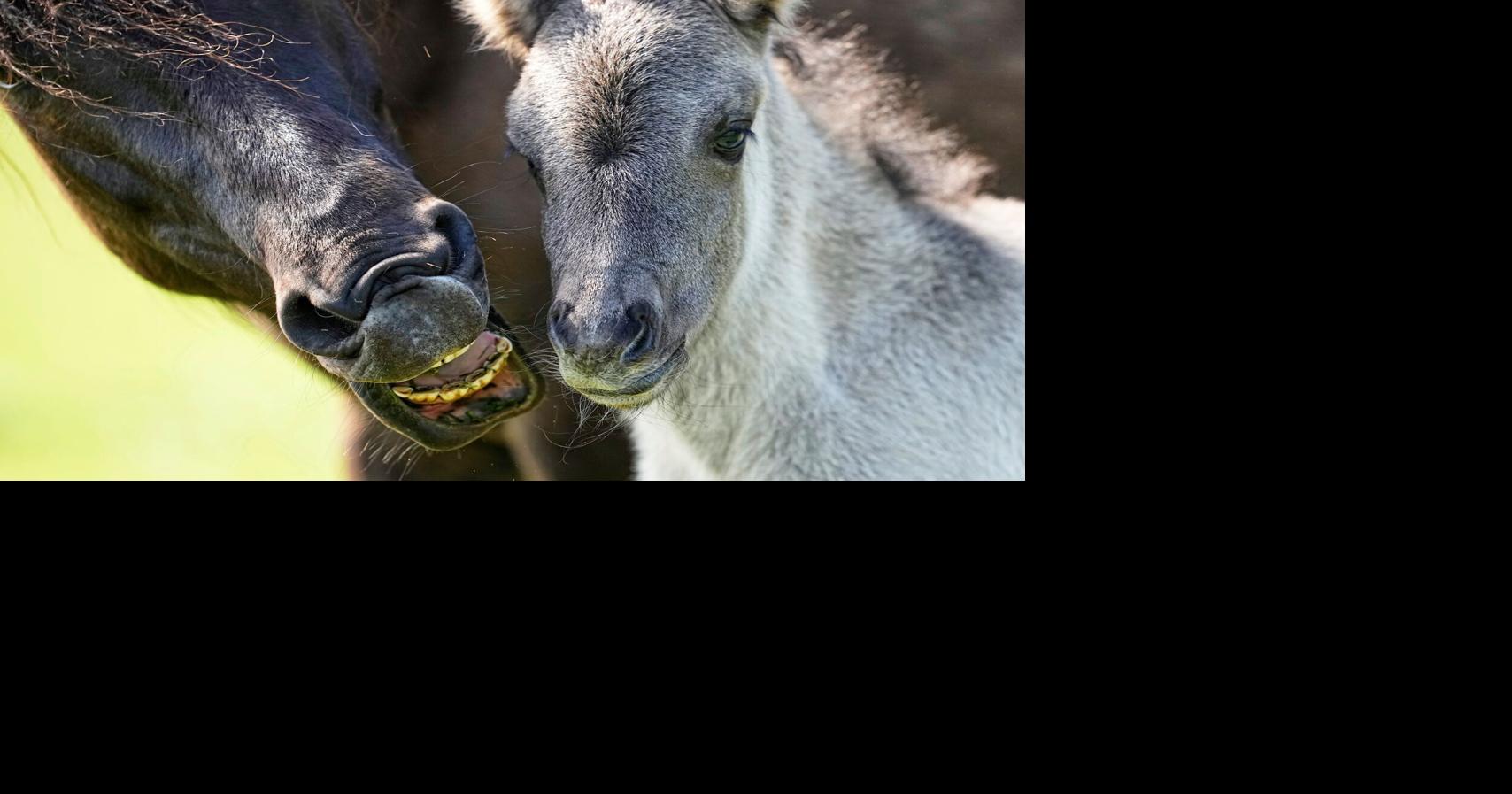 Davidson Co. NC horse euthanized after positive virus test