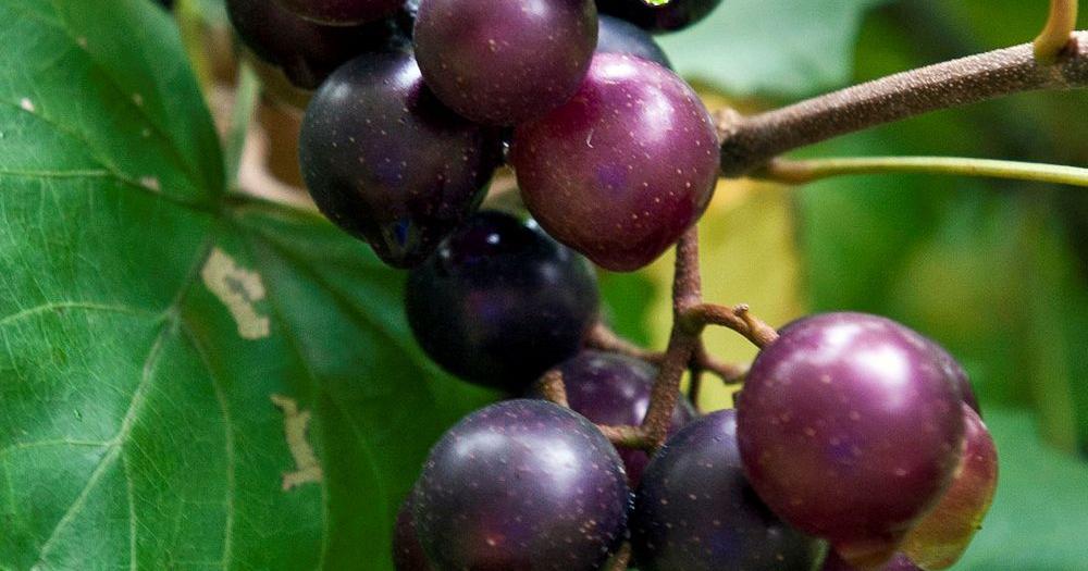 The Magic of Muscadines