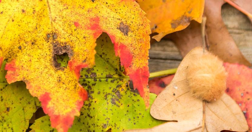 Leaves piled in Winston-Salem streets heighten flood threat