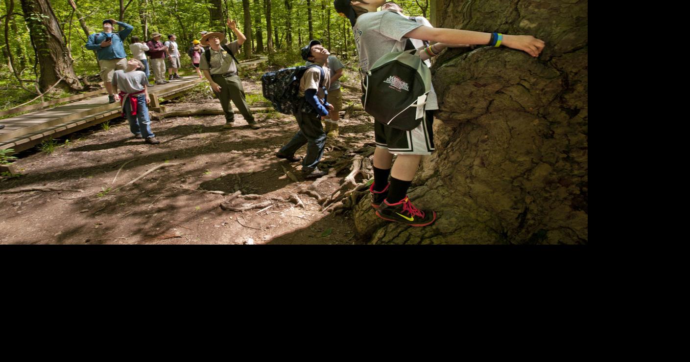 Congaree National Park holds some special trees